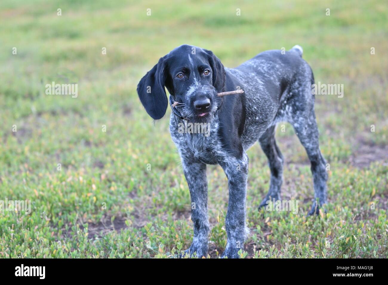 Hunting dog breed German Wirehaired pointer on the walk Stock Photo - Alamy