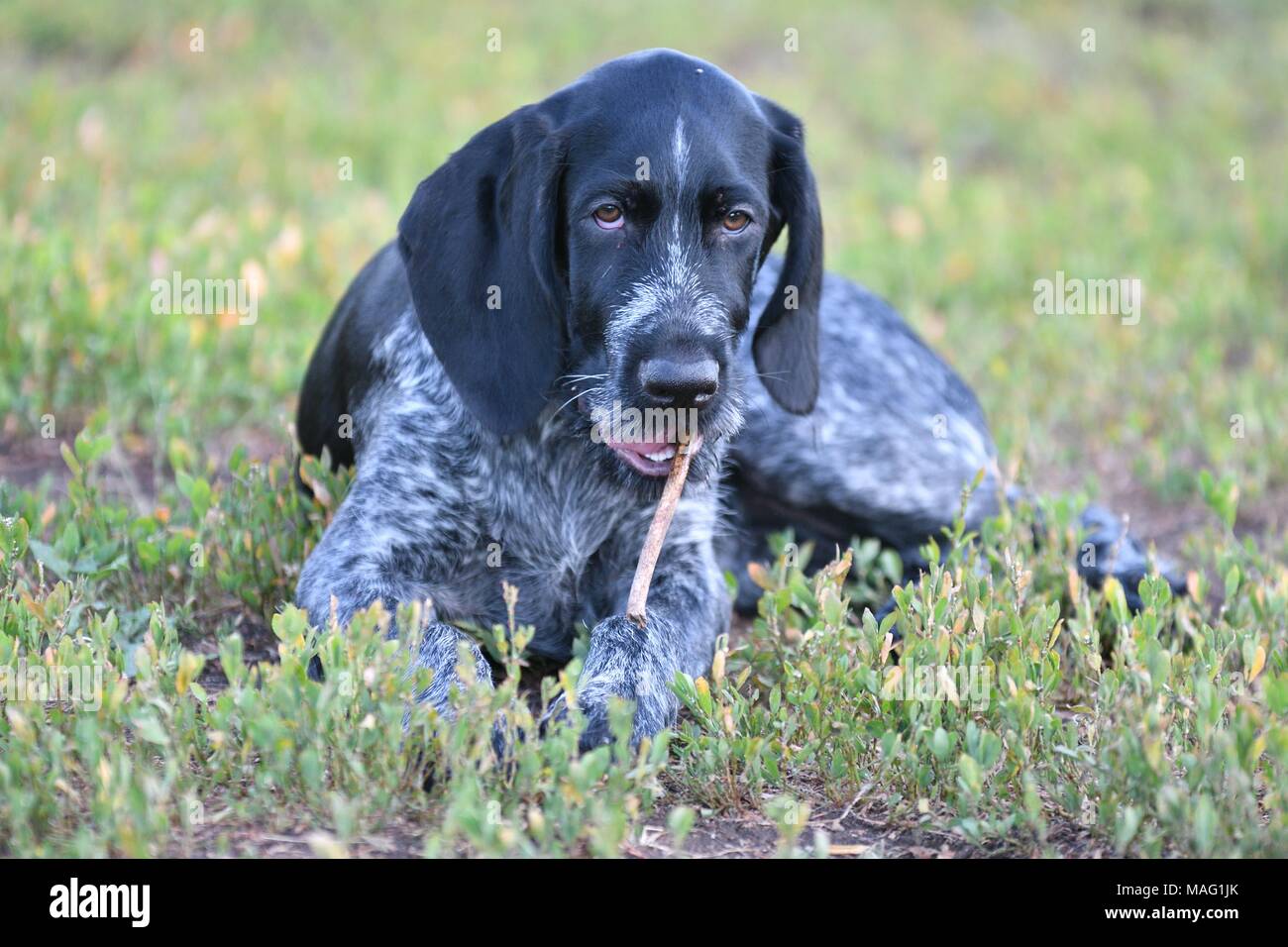 German wirehair pointer hi-res stock photography and images - Alamy