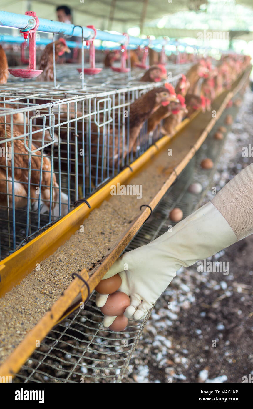 Hand pick the egg in chicken farm Stock Photo - Alamy