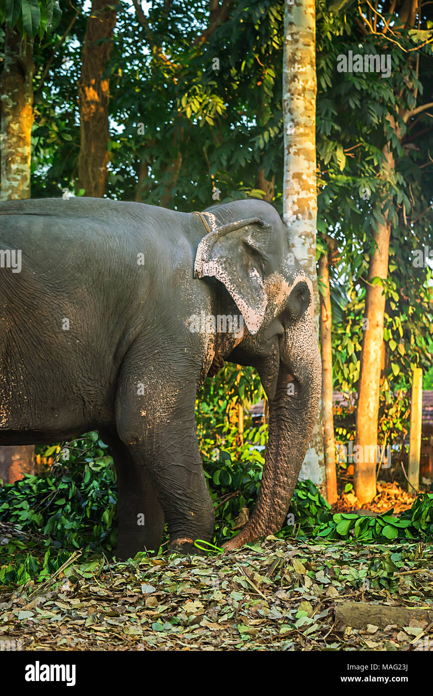 Asian elephant herd farm hi-res stock photography and images - Alamy