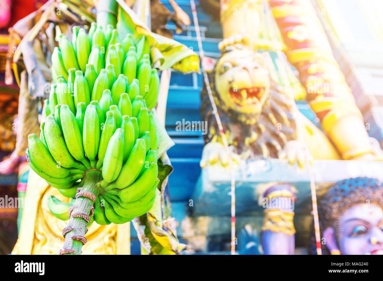 Close up green and yellow banana fruit for worship or religious rites ...