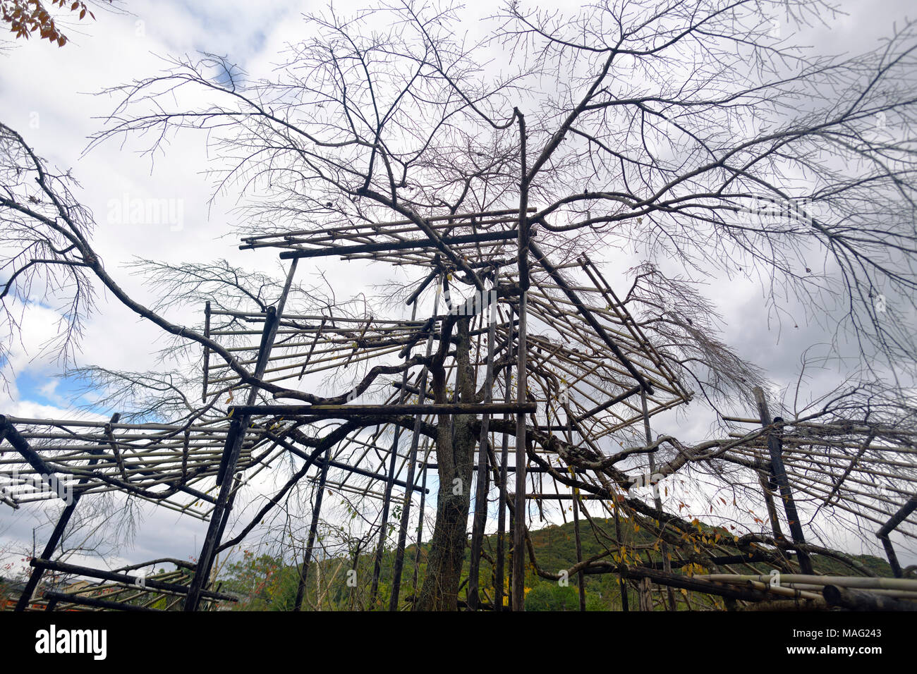 Japanese sakura tree being trained over a supporting structure of ...