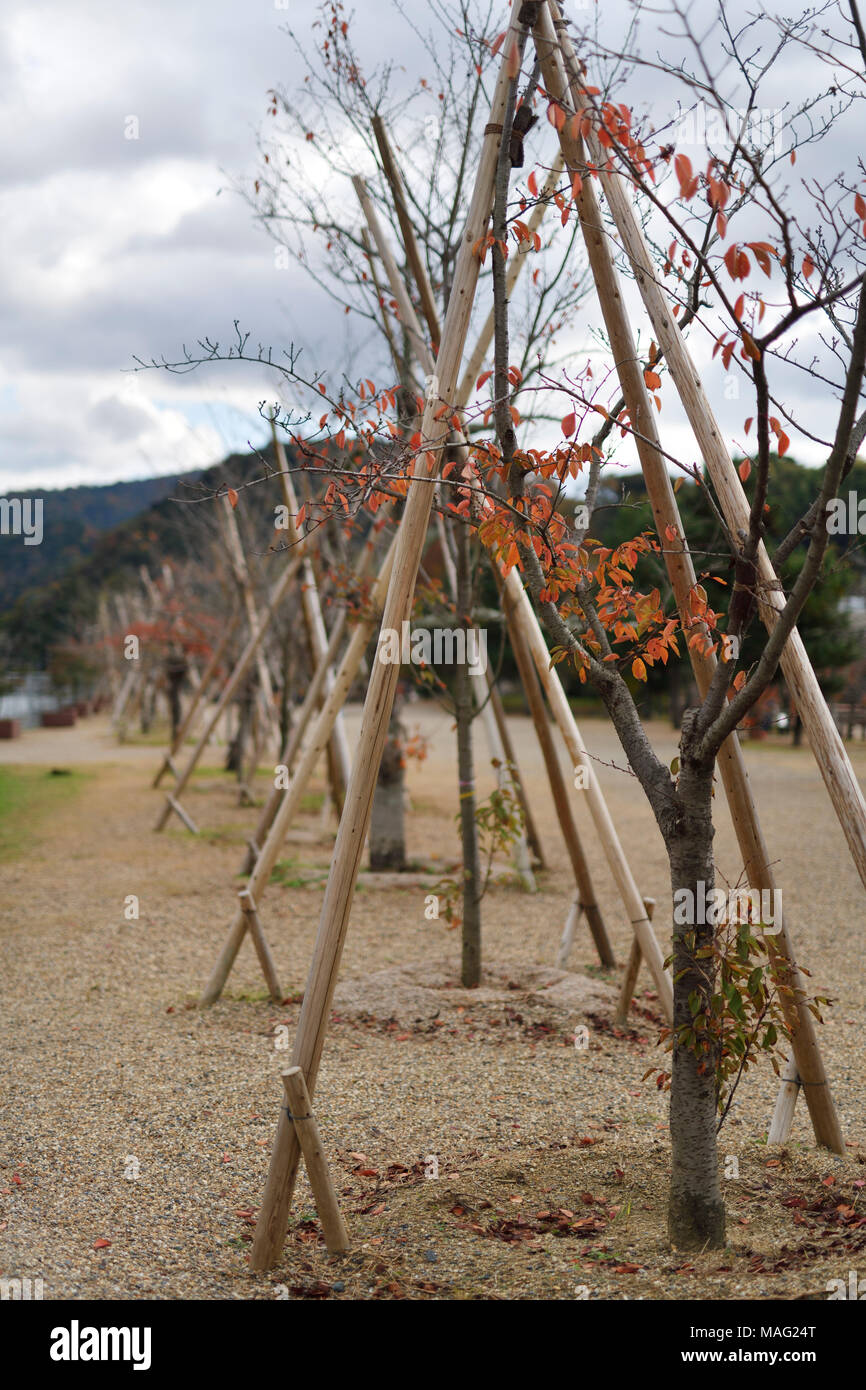 Young Japanese sakura trees planted with support trellis in Uji, Kyoto ...