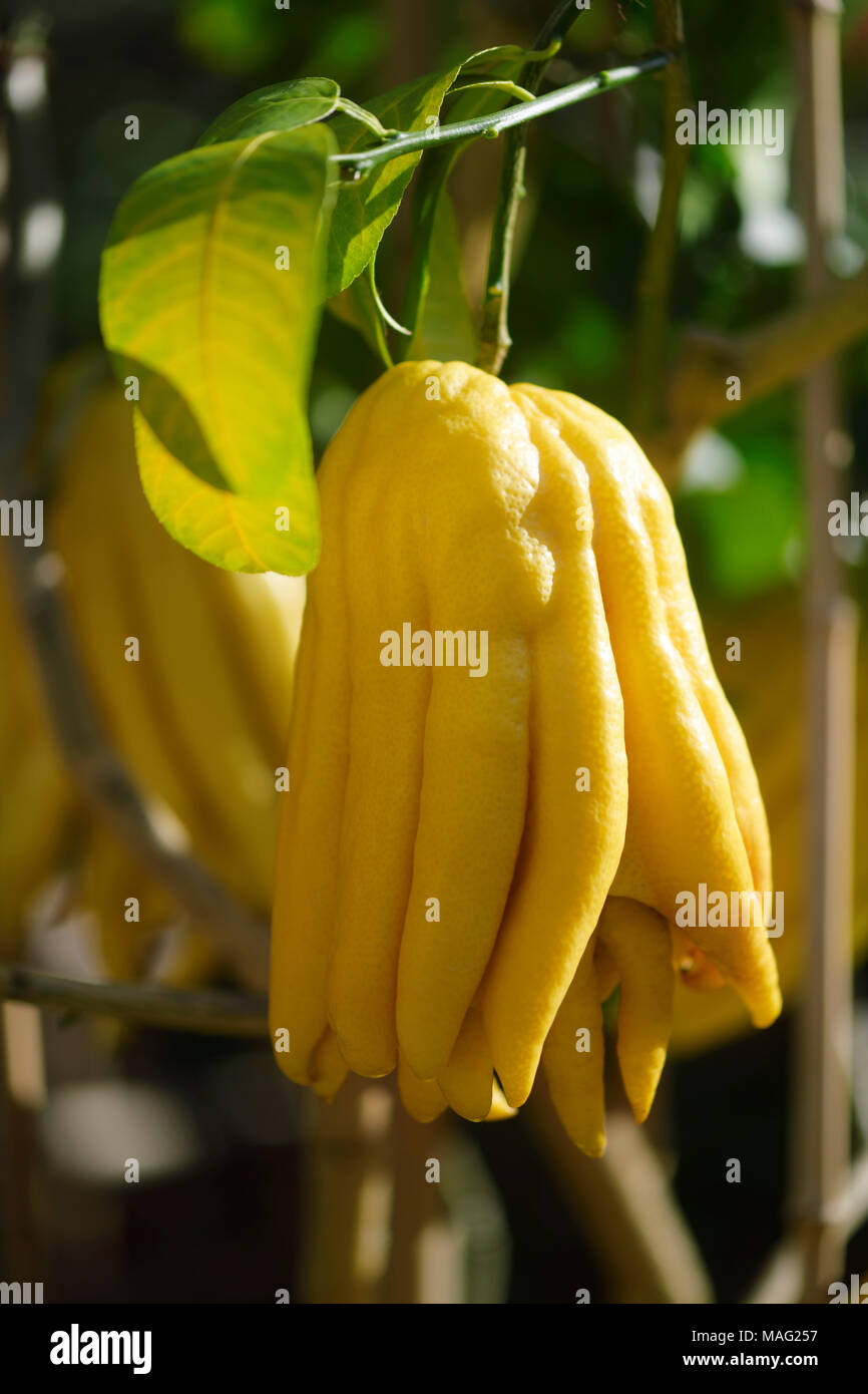 Buddha's hand citron fruit on a tree, asian exotic citrus fruit ...