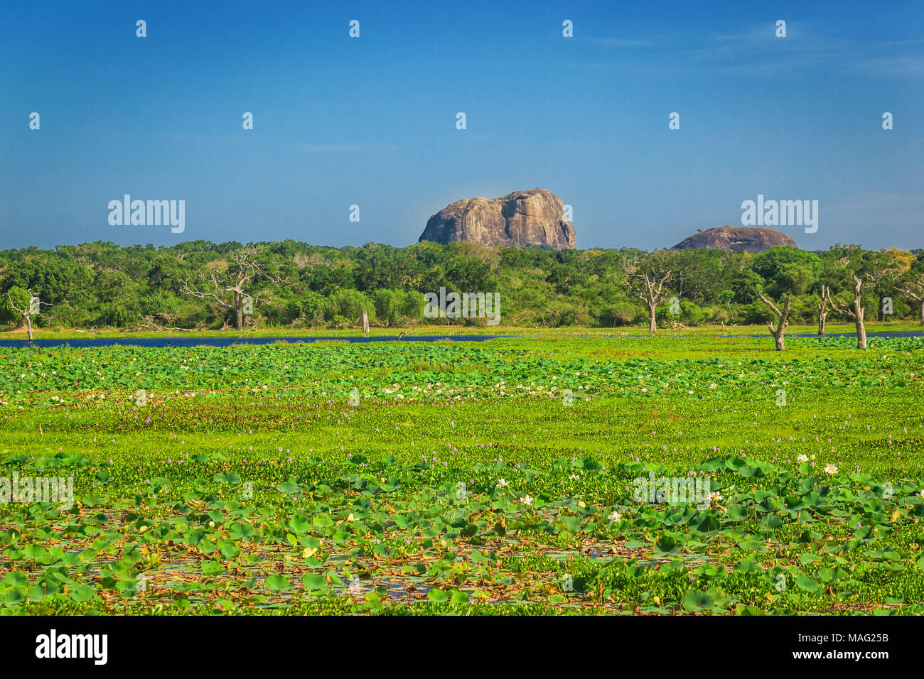 Yala National Park, Sri Lanka, Asia. Beautiful road, lake and old trees ...