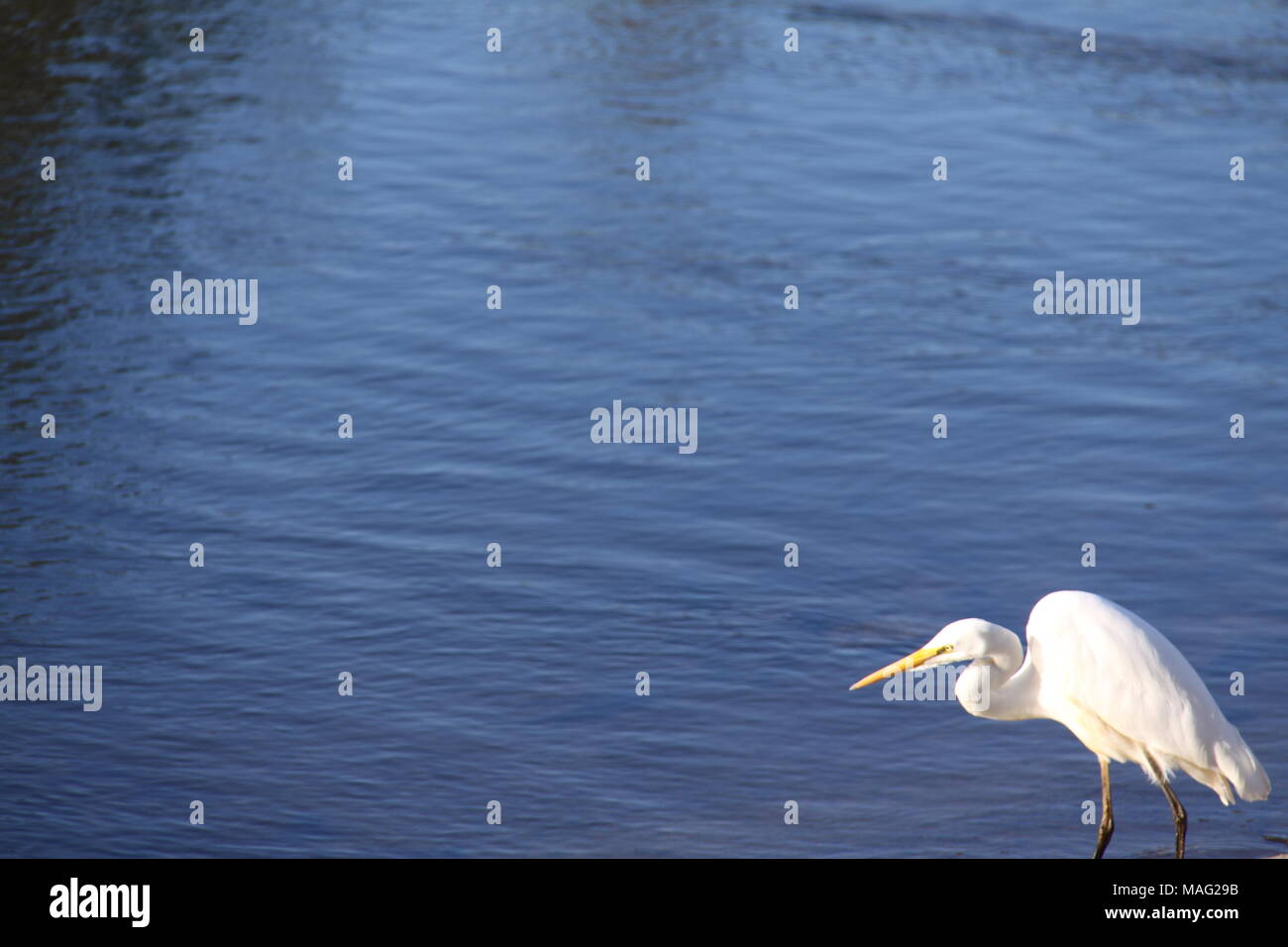 Australian egrets hi-res stock photography and images - Alamy