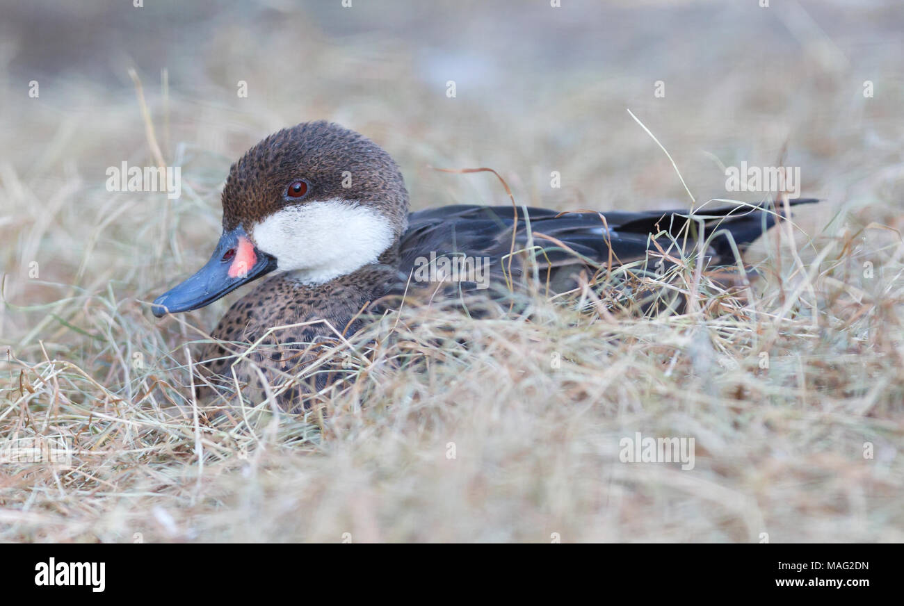 Small duck nesting in dry grass - The Netherlands Stock Photo - Alamy