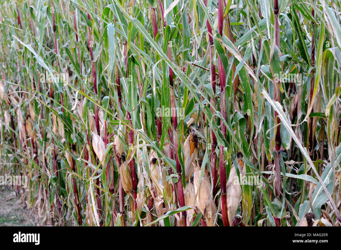 Fodder Plants High Resolution Stock Photography and Images - Alamy
