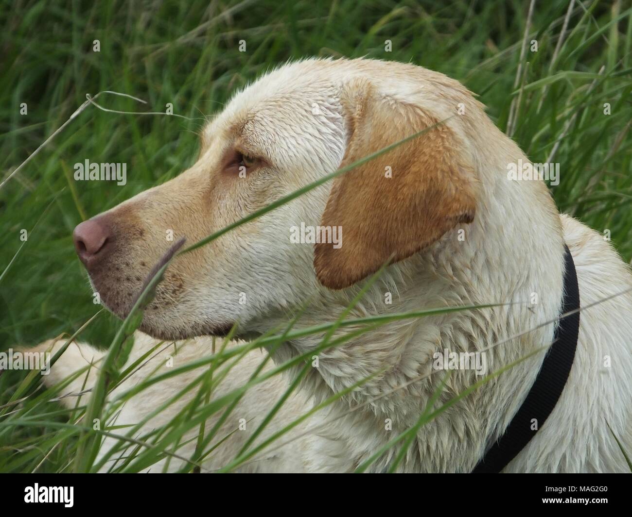 Golden labradors hi-res stock photography and images - Alamy