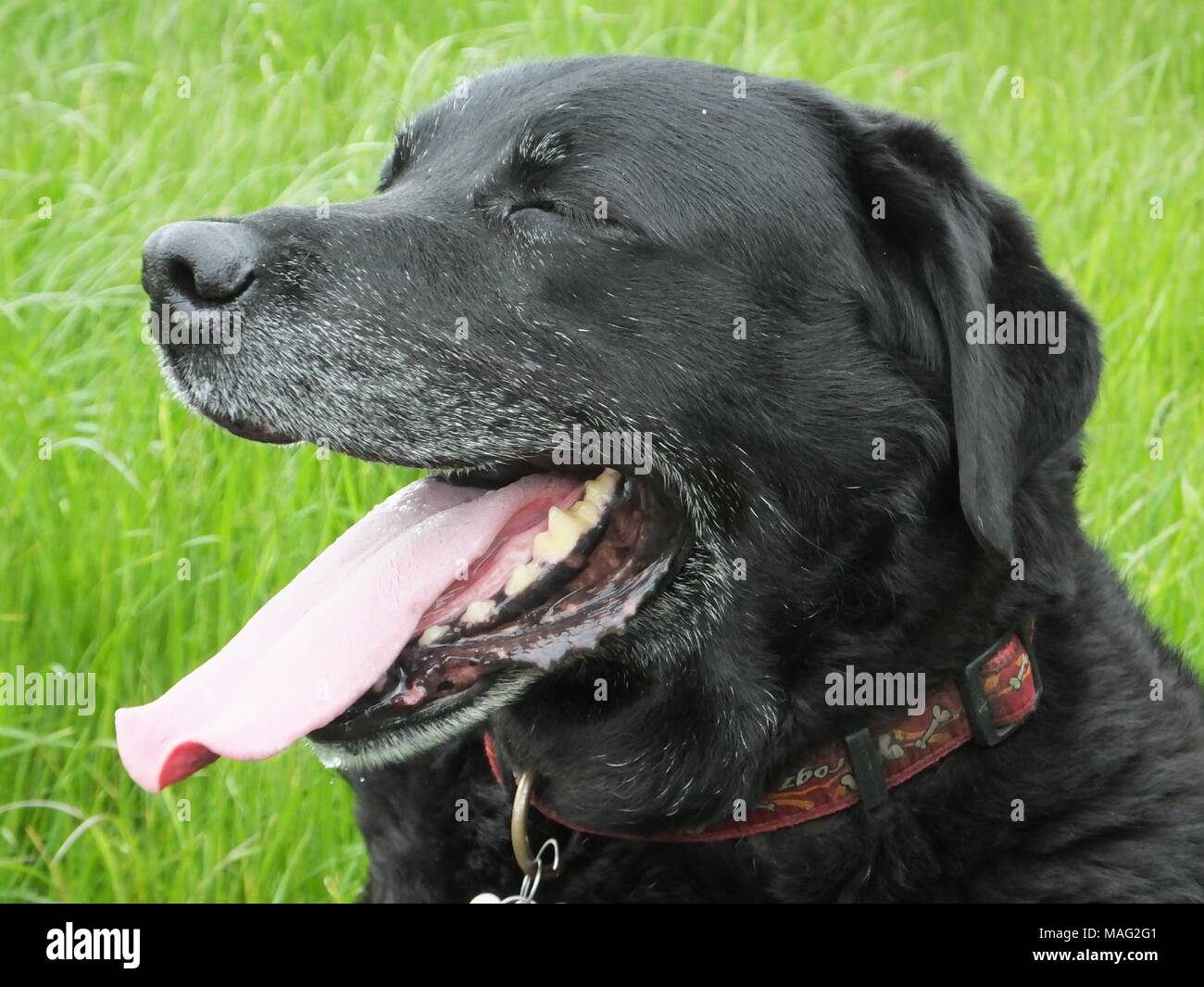 Old black labrador hi-res stock photography and images - Alamy