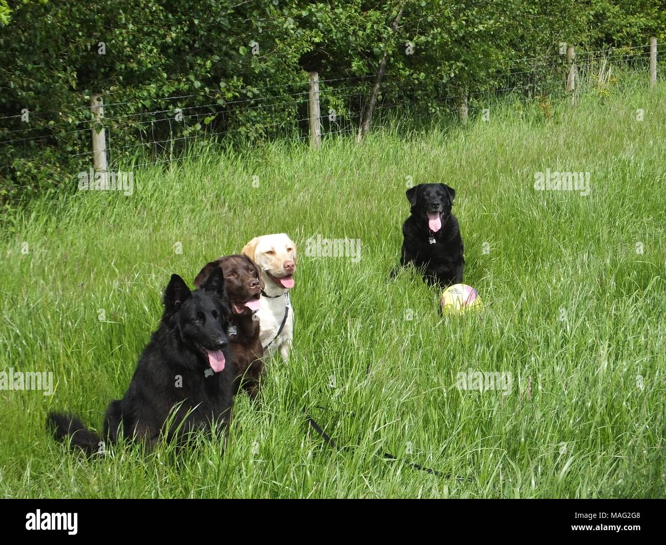 Multiple Rescue dogs enjoying life outdoors Stock Photo - Alamy