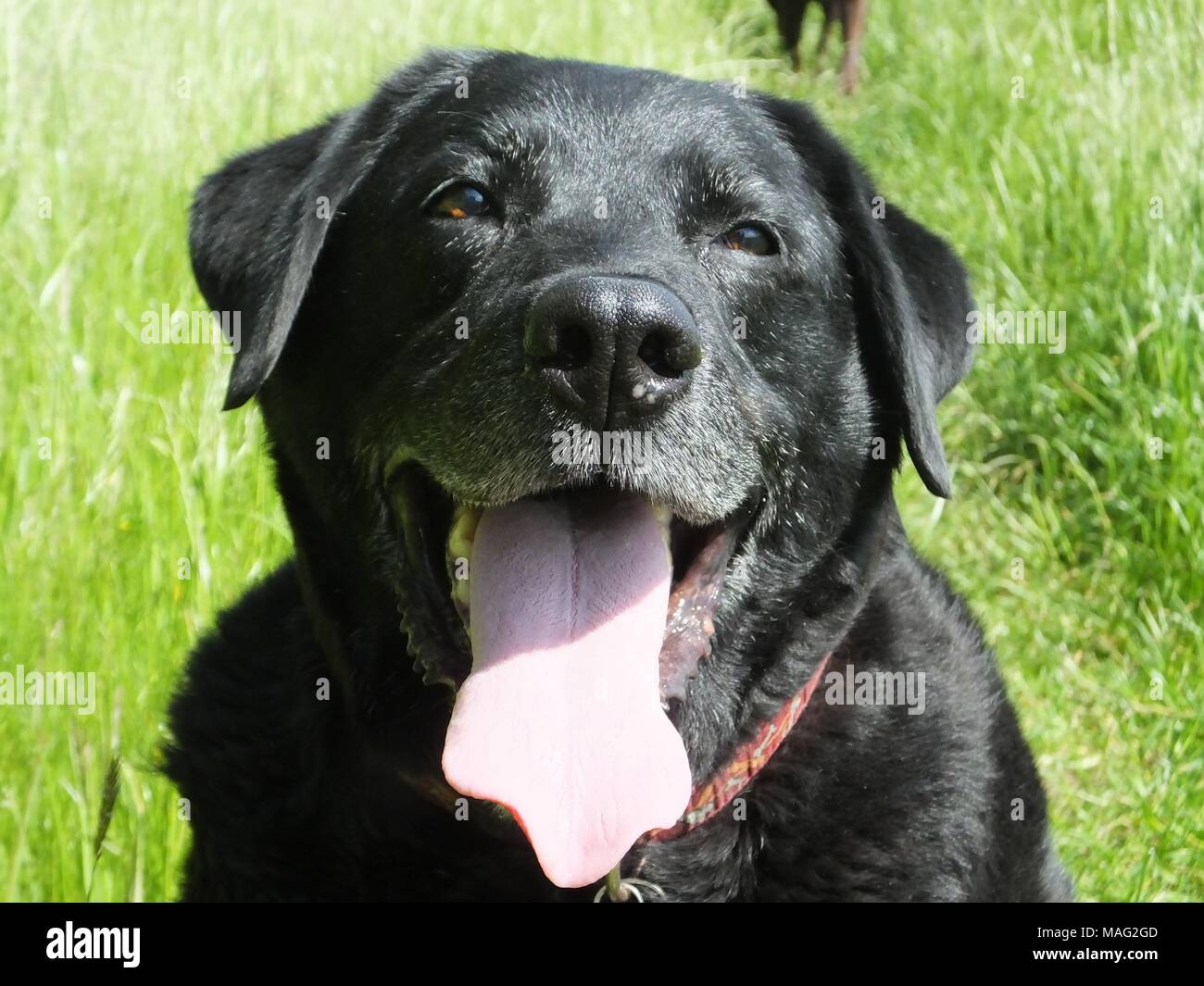 Old Black Labrador enjoying the sunshine on his walks Stock Photo - Alamy