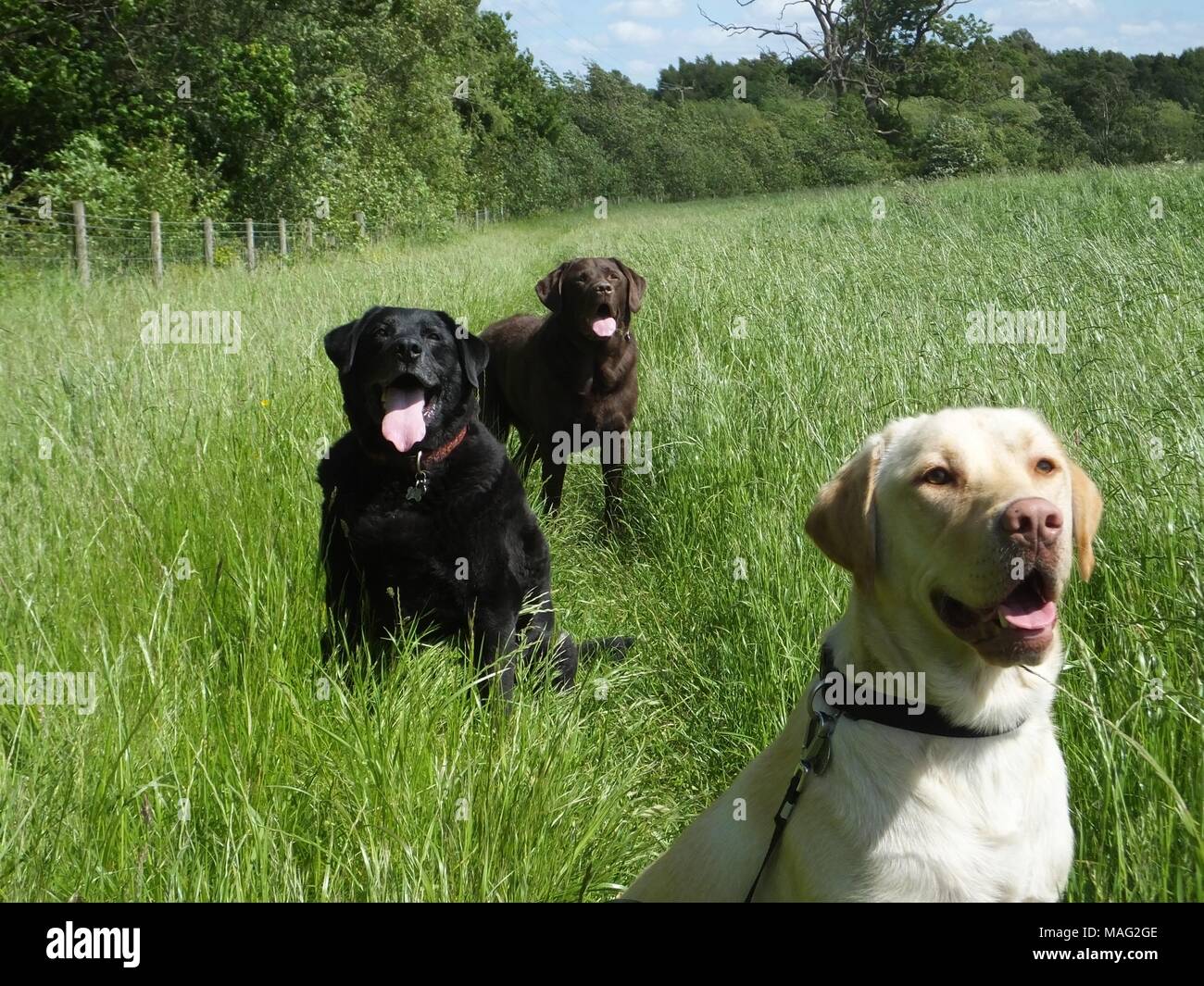 Multiple dogs hi-res stock photography and images - Alamy