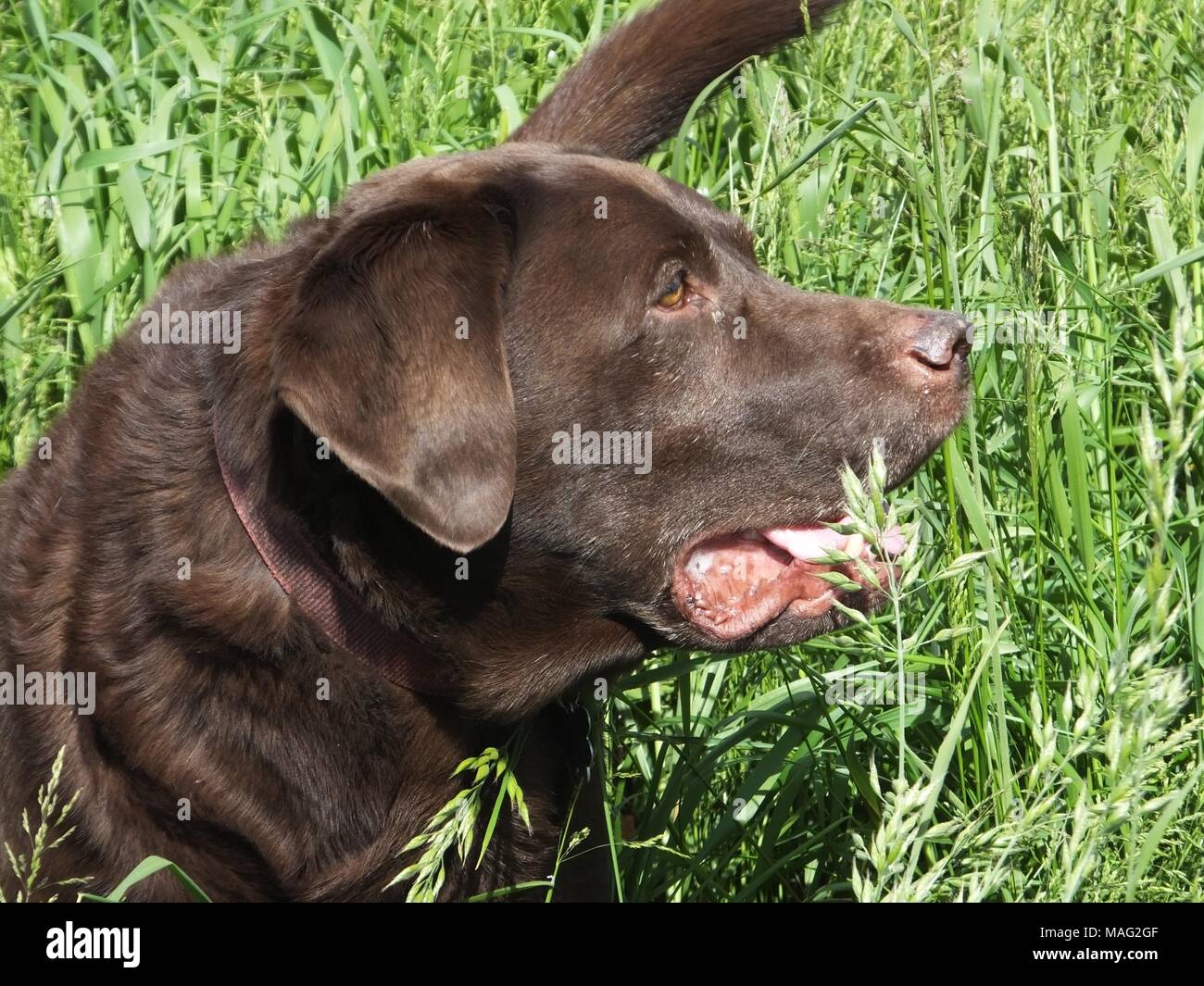 Beautiful chocolate labrador hi-res stock photography and images - Alamy