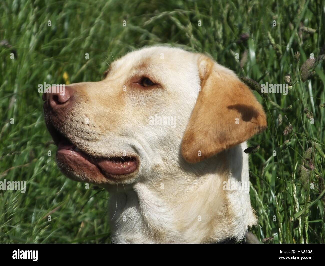 Golden labrador hi-res stock photography and images - Alamy