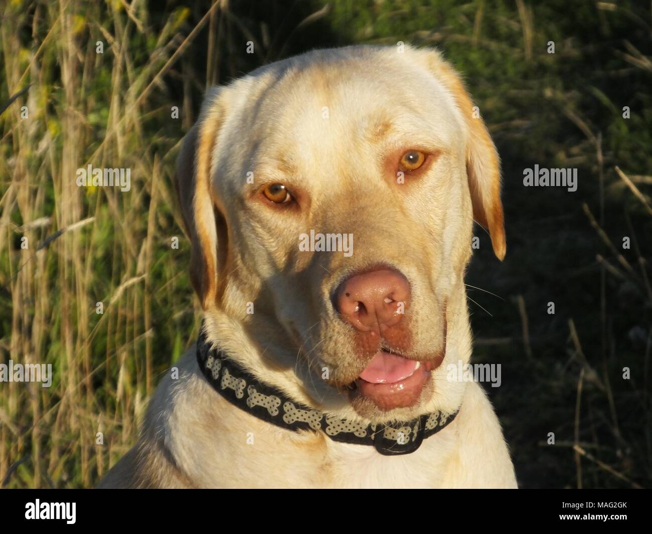 Stunning yellow lab hi-res stock photography and images - Alamy