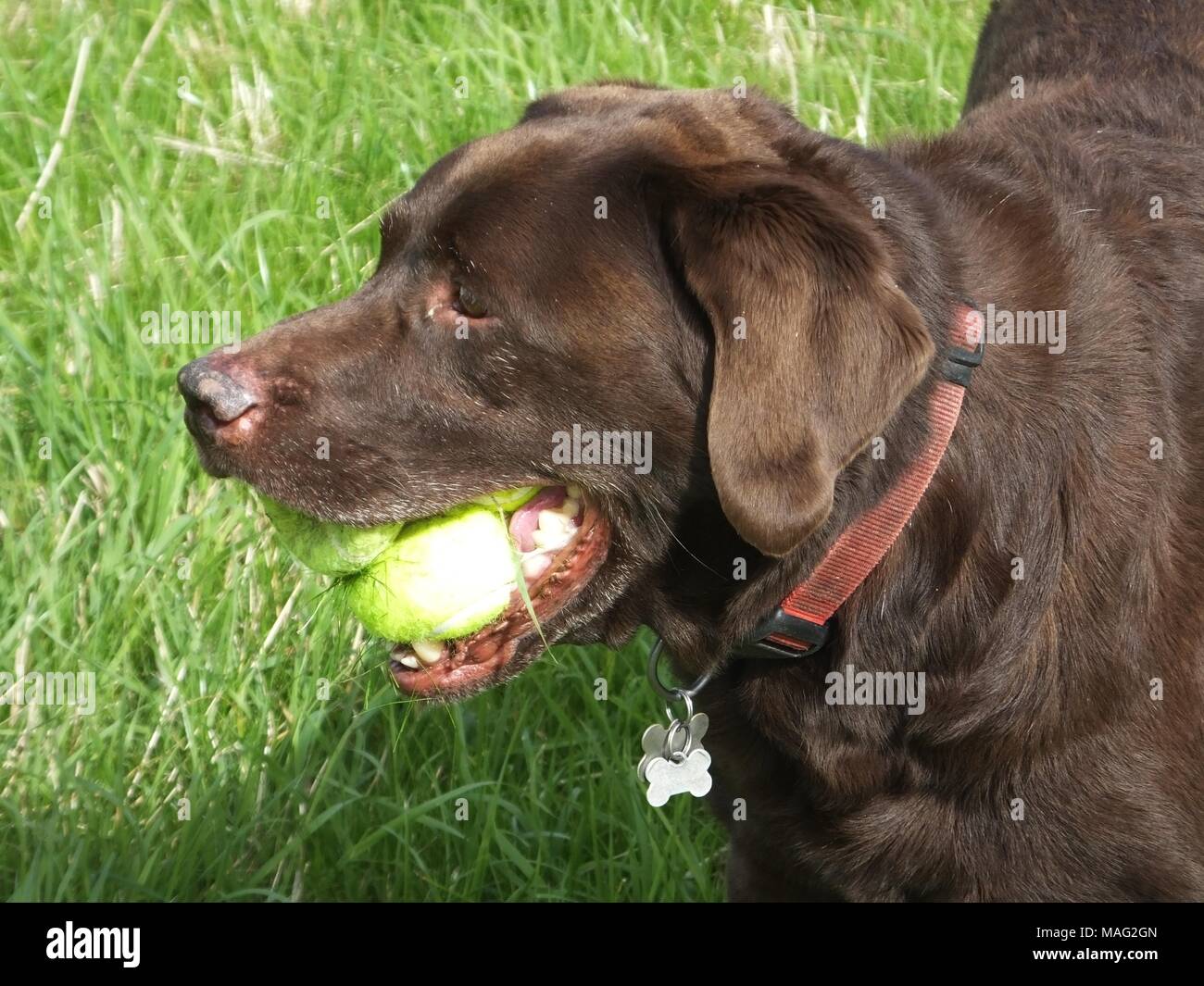 Beautiful chocolate labrador hi-res stock photography and images - Alamy
