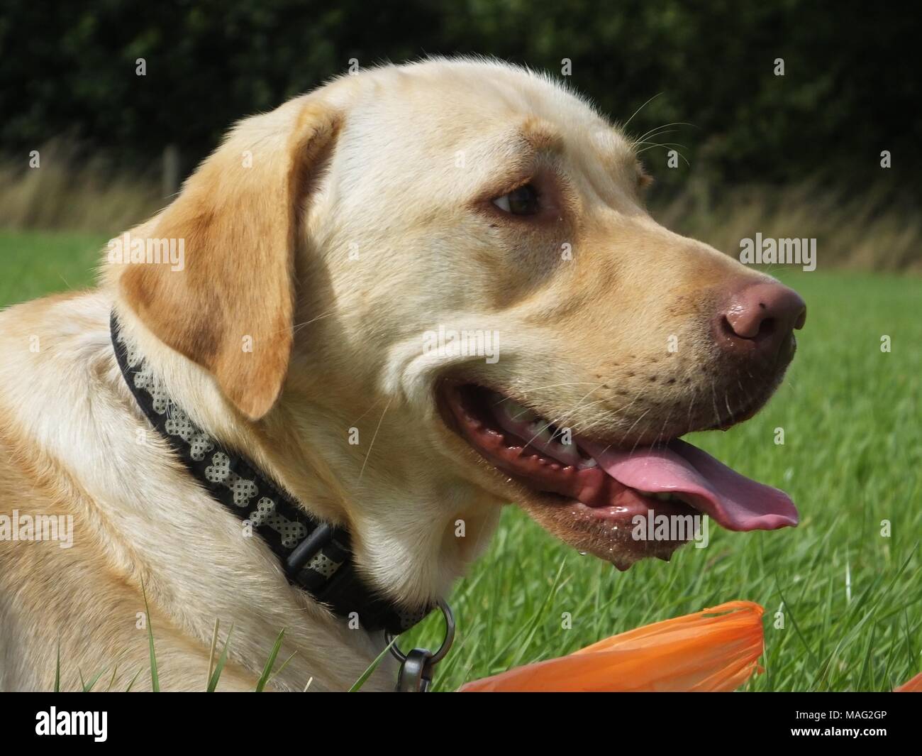 Stunning labrador hi-res stock photography and images - Alamy