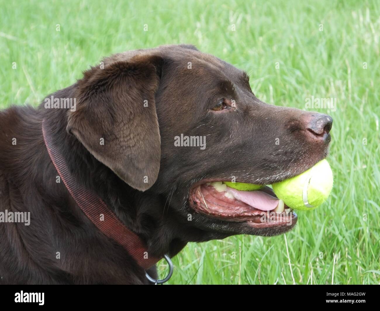 Beautiful Chocolate Labrador High Resolution Stock Photography and ...