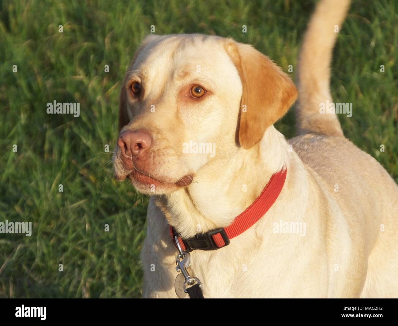 Beautiful rescued golden Labrador buster enjoying walks Stock Photo - Alamy