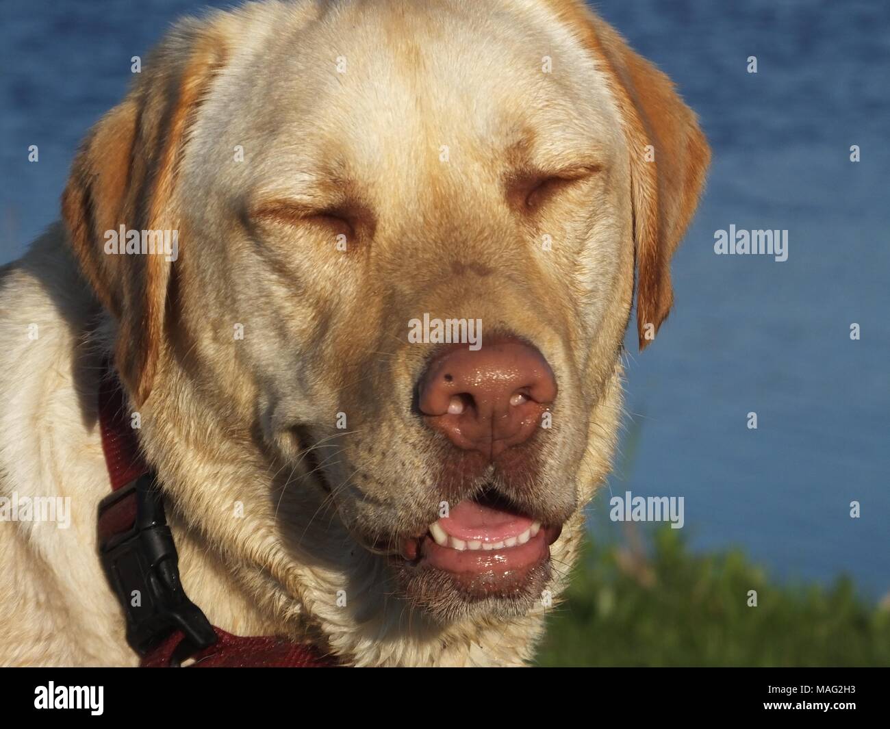 Lab Rescued High Resolution Stock Photography and Images - Alamy