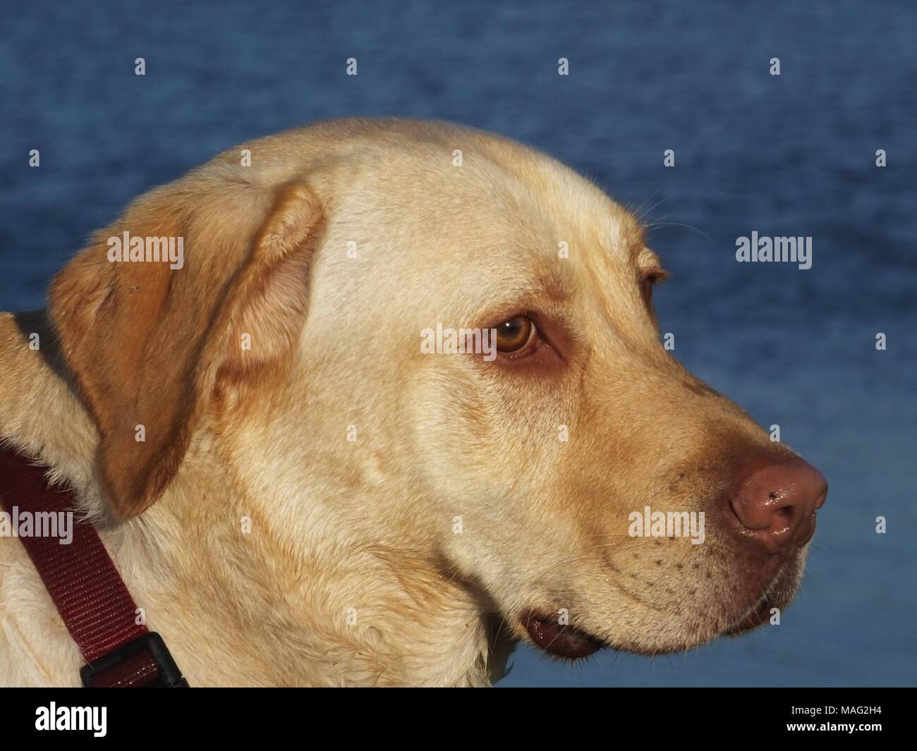 Beautiful rescued golden Labrador buster enjoying walks Stock Photo - Alamy