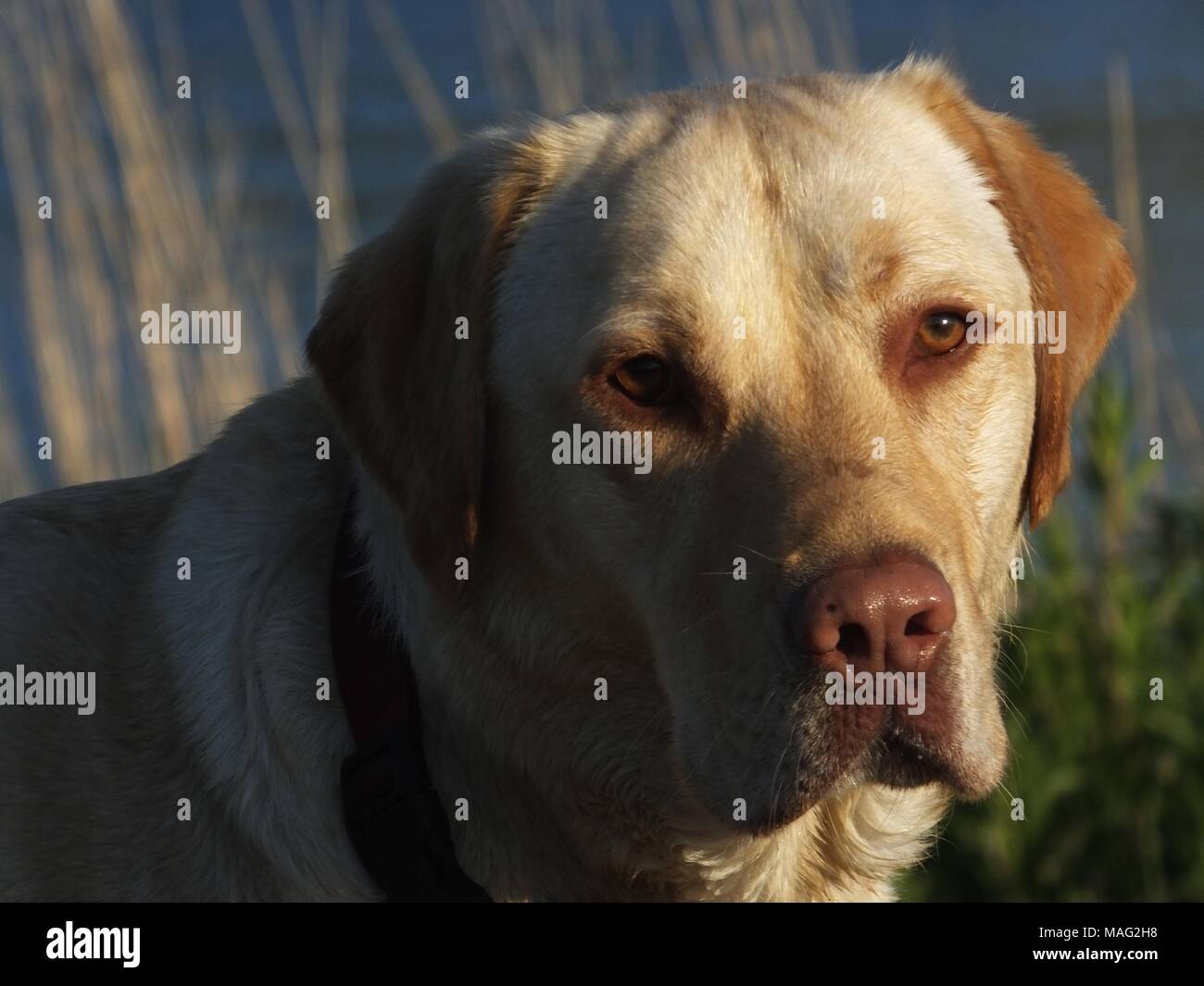 Labrador outdoors hi-res stock photography and images - Alamy
