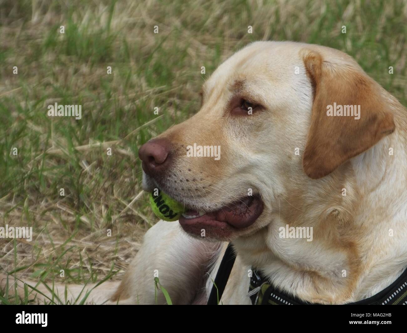 Beautiful rescued golden Labrador buster enjoying walks Stock Photo - Alamy
