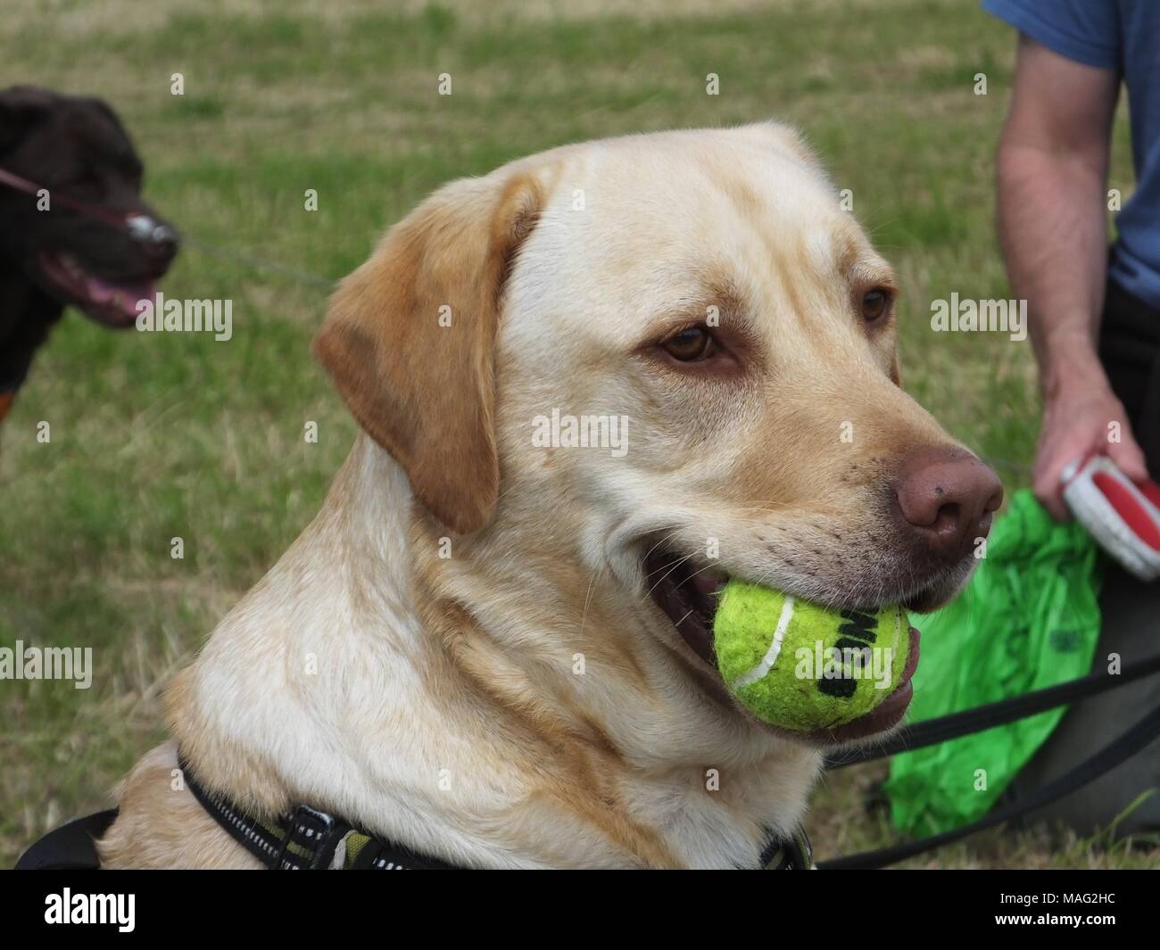 Lab rescued hi-res stock photography and images - Alamy