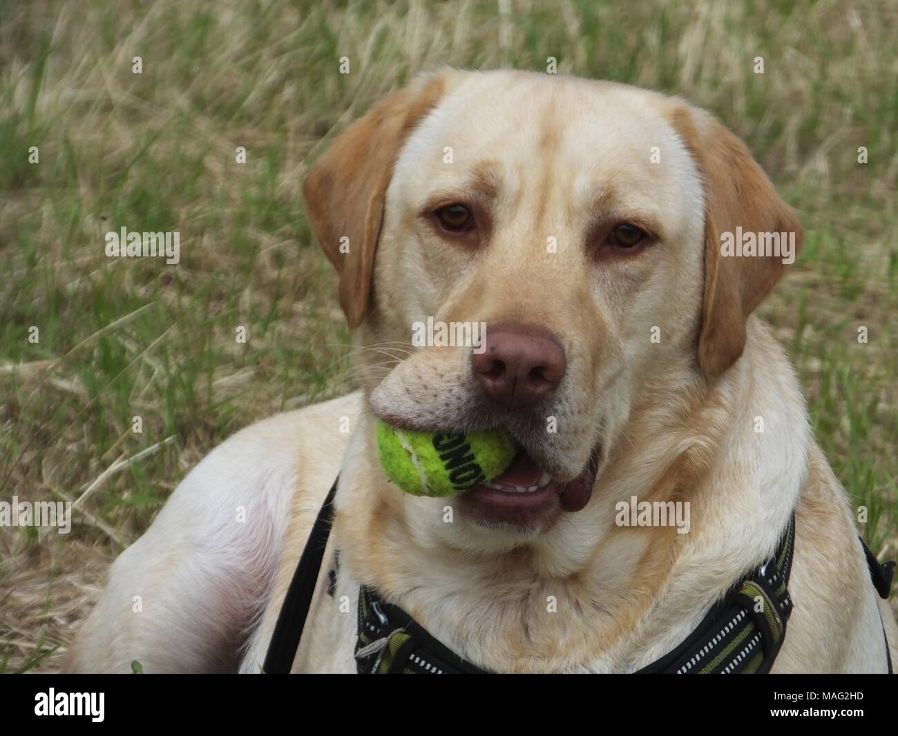 Lab rescued hi-res stock photography and images - Alamy