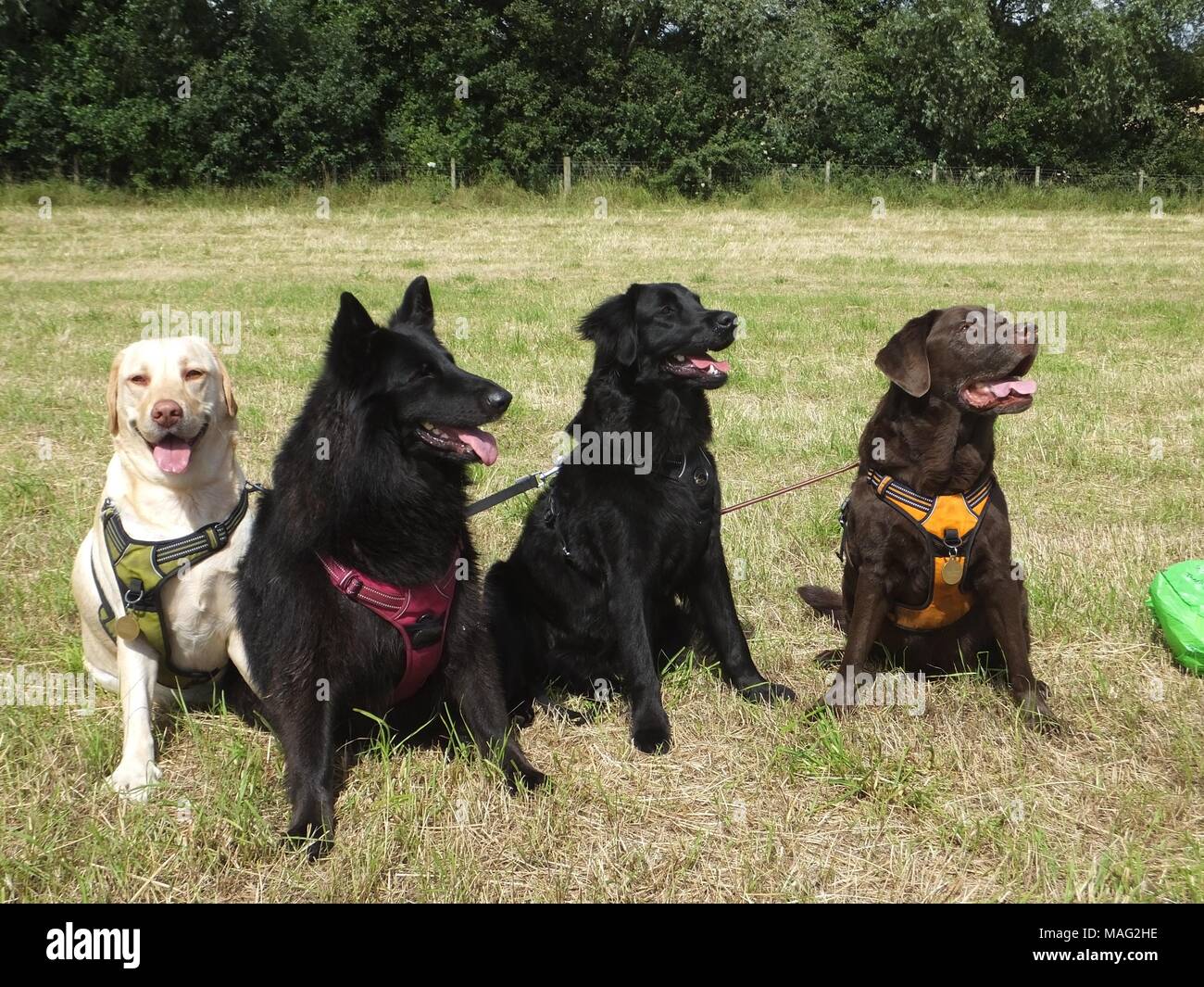 Multiple dogs hi-res stock photography and images - Alamy