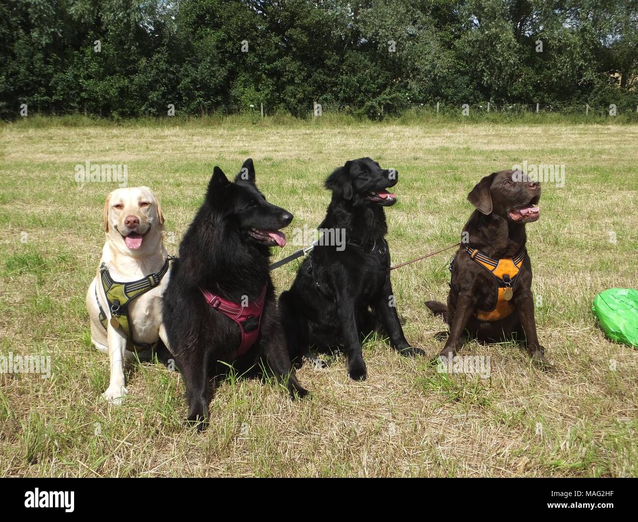 Multiple Rescue dogs enjoying life outdoors Stock Photo - Alamy