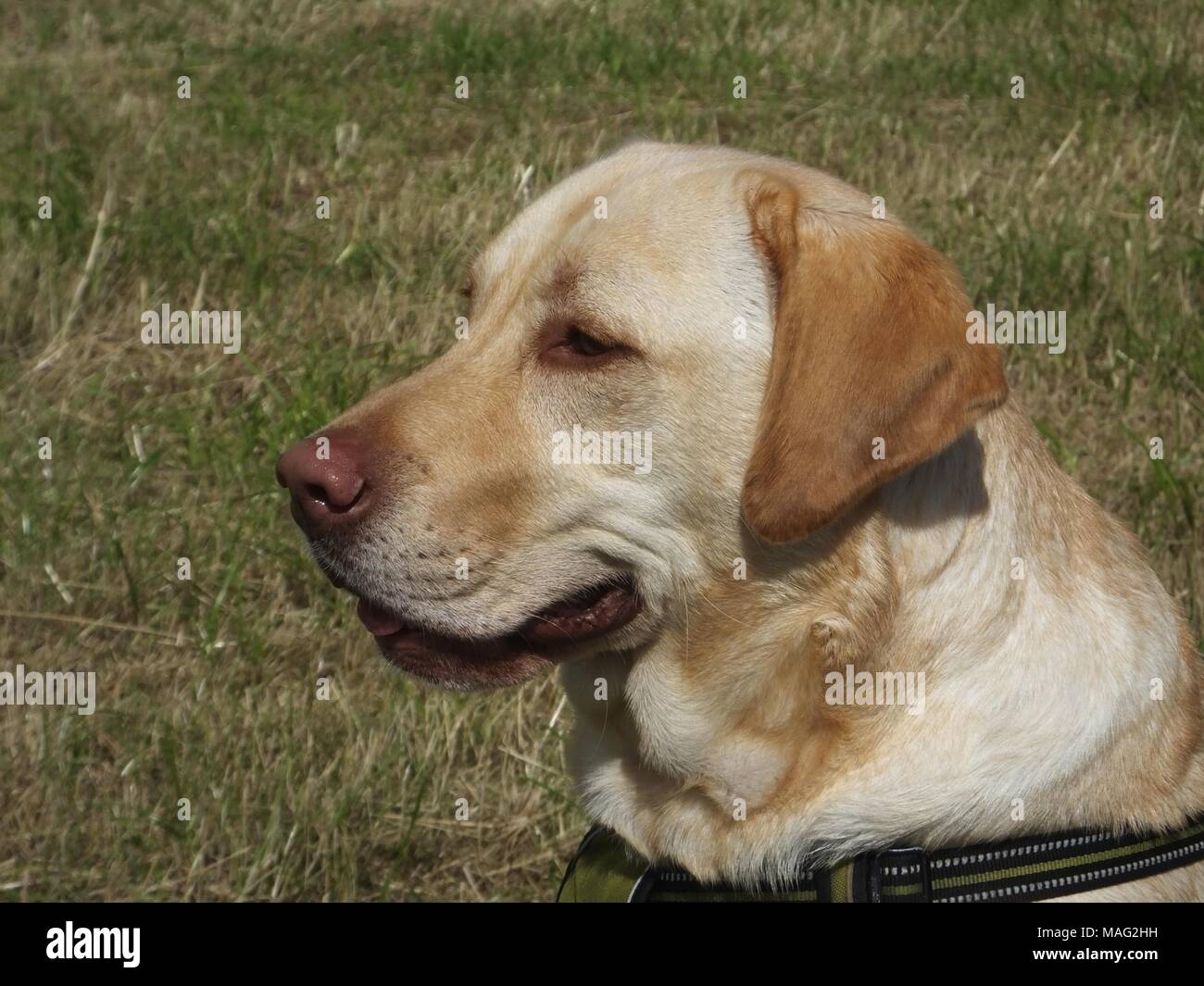 Lab rescued hi-res stock photography and images - Alamy