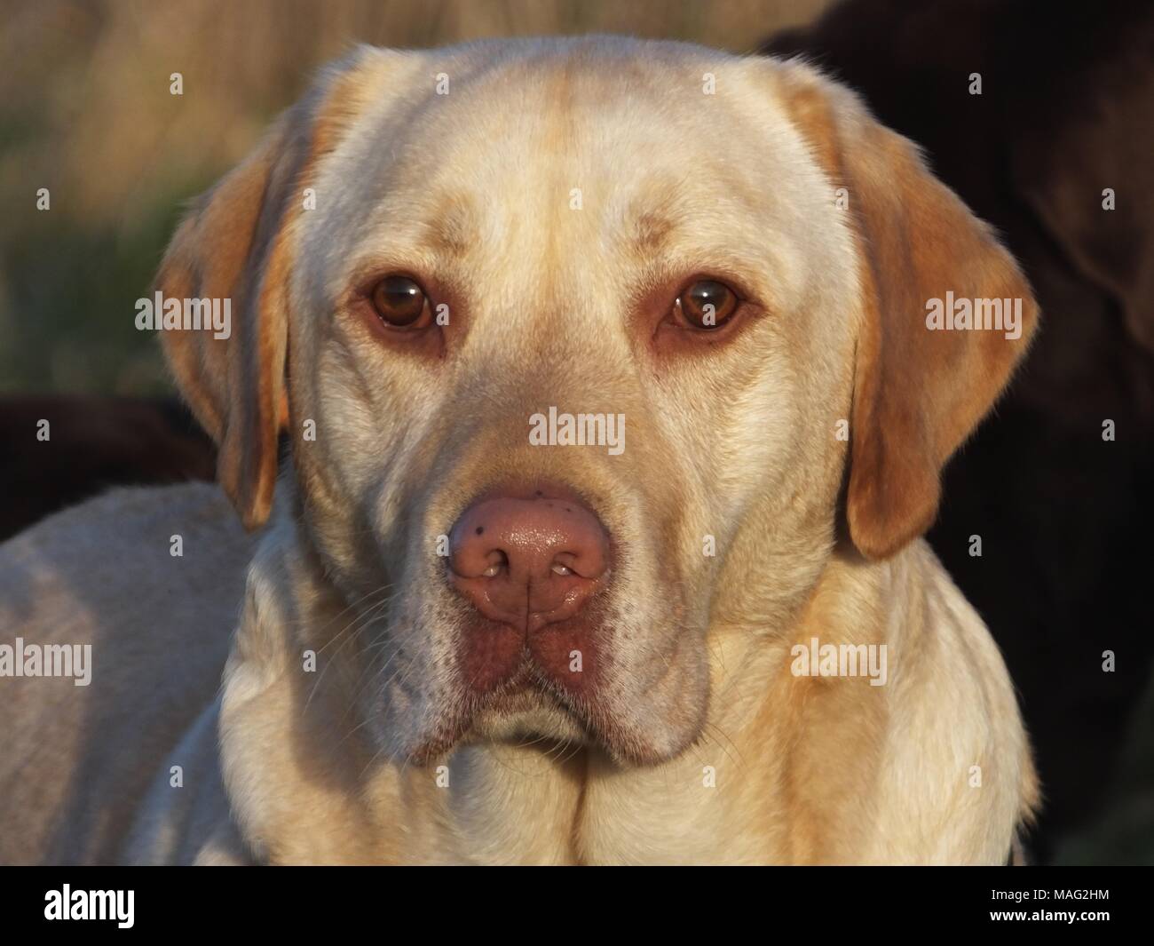 Yellow lab golden retriever cross hi-res stock photography and images ...