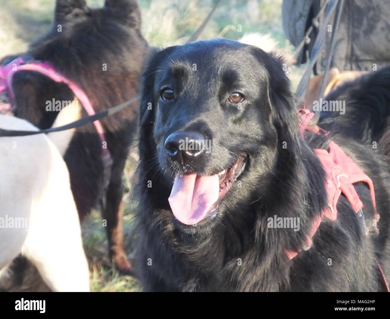 Black labrador coat hi-res stock photography and images - Alamy