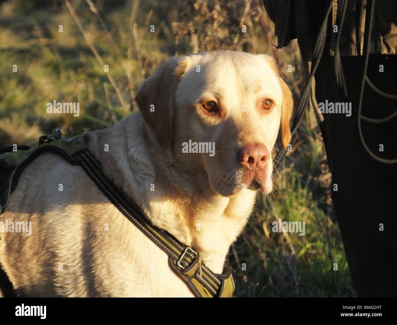 Lab rescued hi-res stock photography and images - Alamy