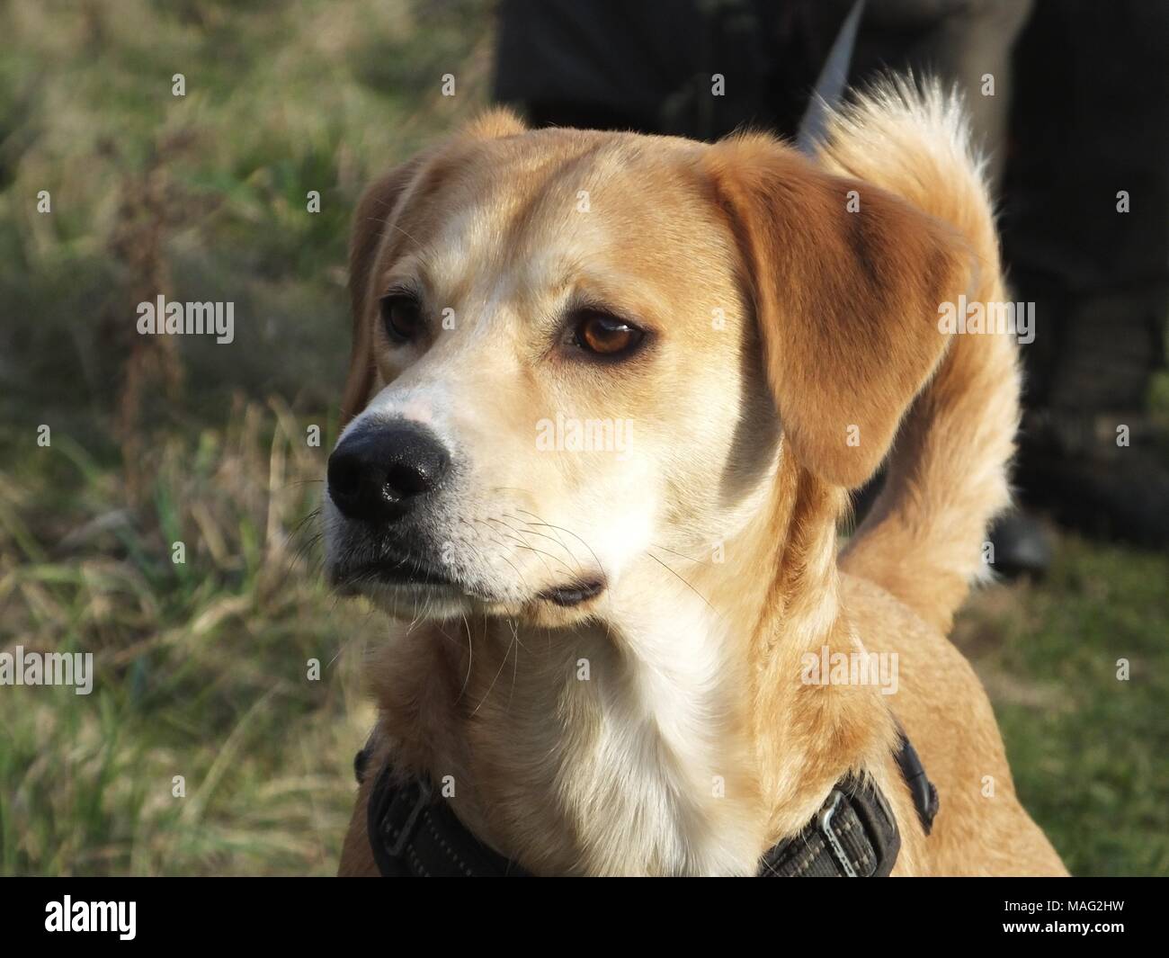 Whippet cross hi-res stock photography and images - Alamy