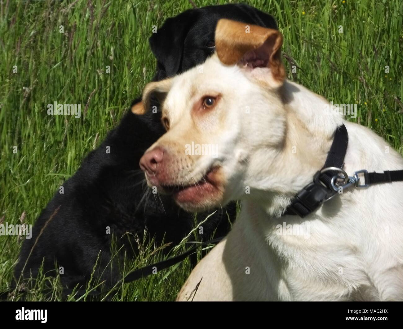 Golden labrador hi-res stock photography and images - Alamy