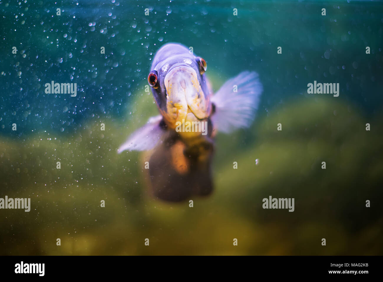 Class pet fish hi-res stock photography and images - Alamy
