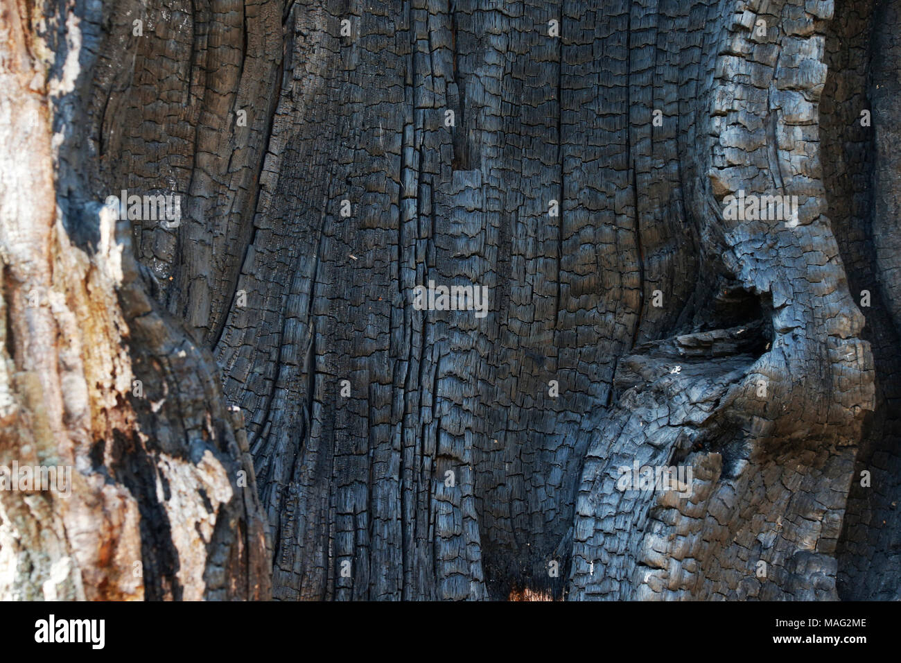 Burnt tree top hi-res stock photography and images - Alamy