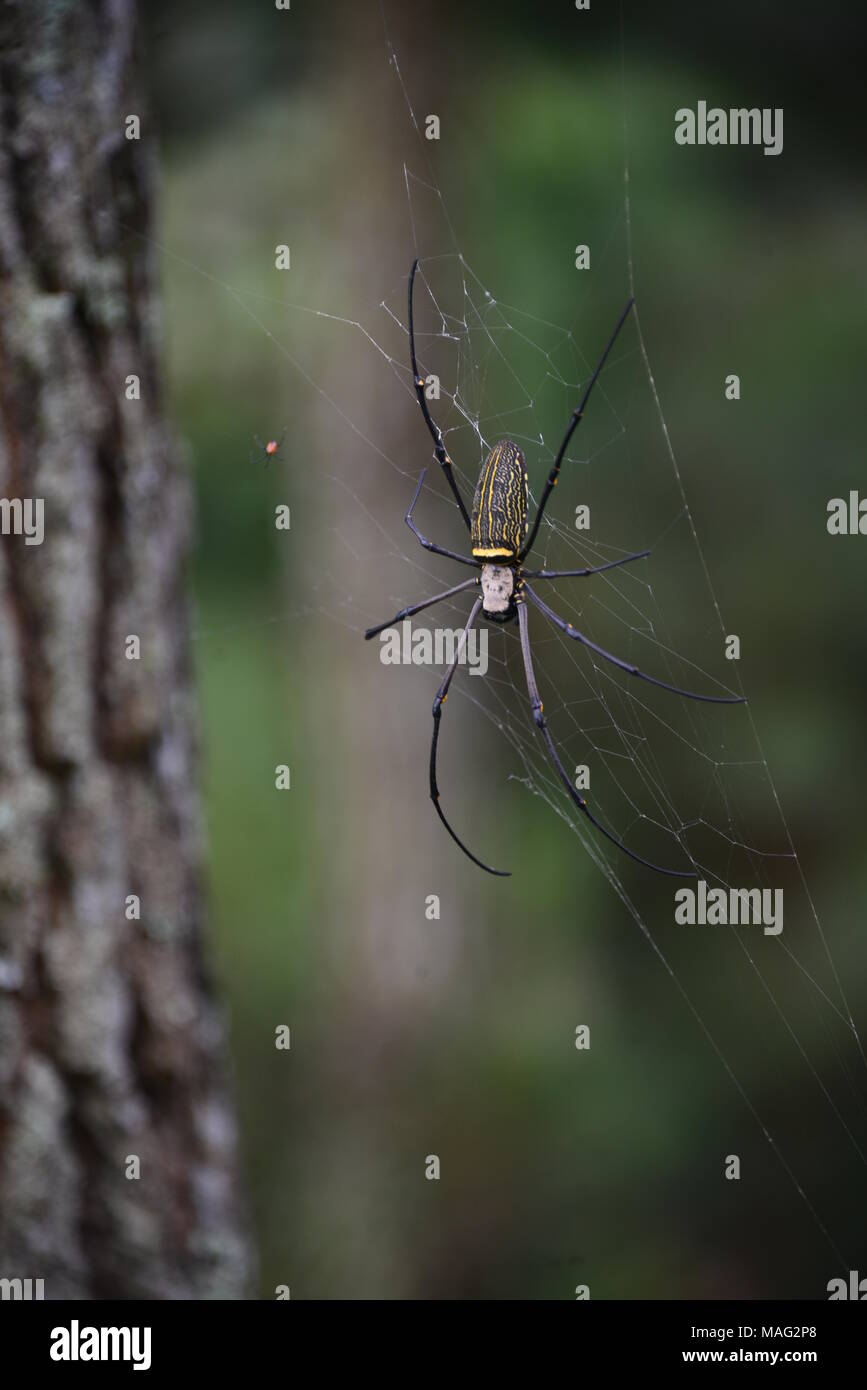 Bark spider web hi-res stock photography and images - Alamy