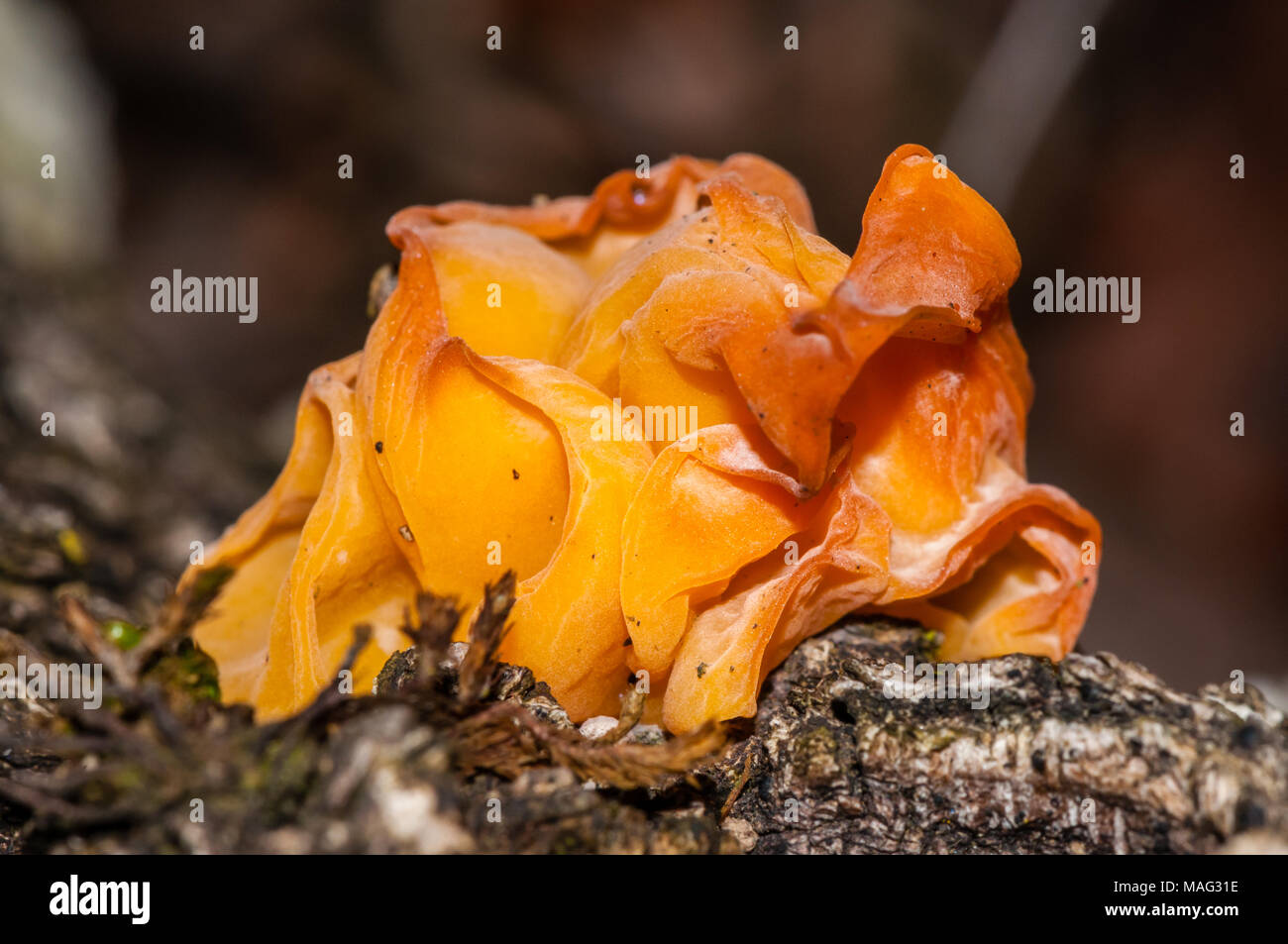 Tremella hi-res stock photography and images - Alamy