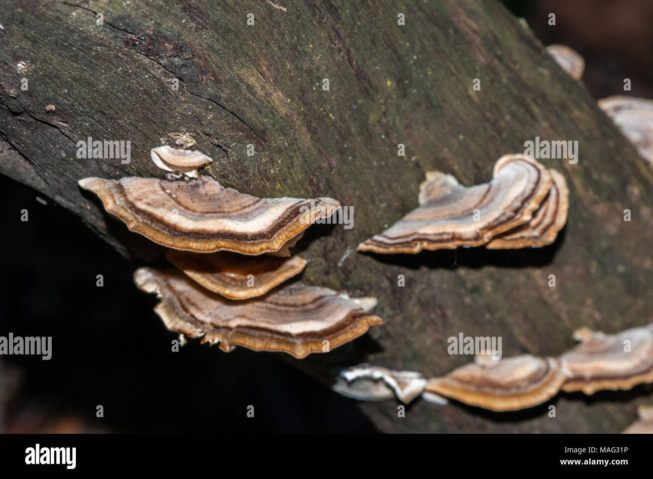 Polyporus versicolor hi-res stock photography and images - Alamy