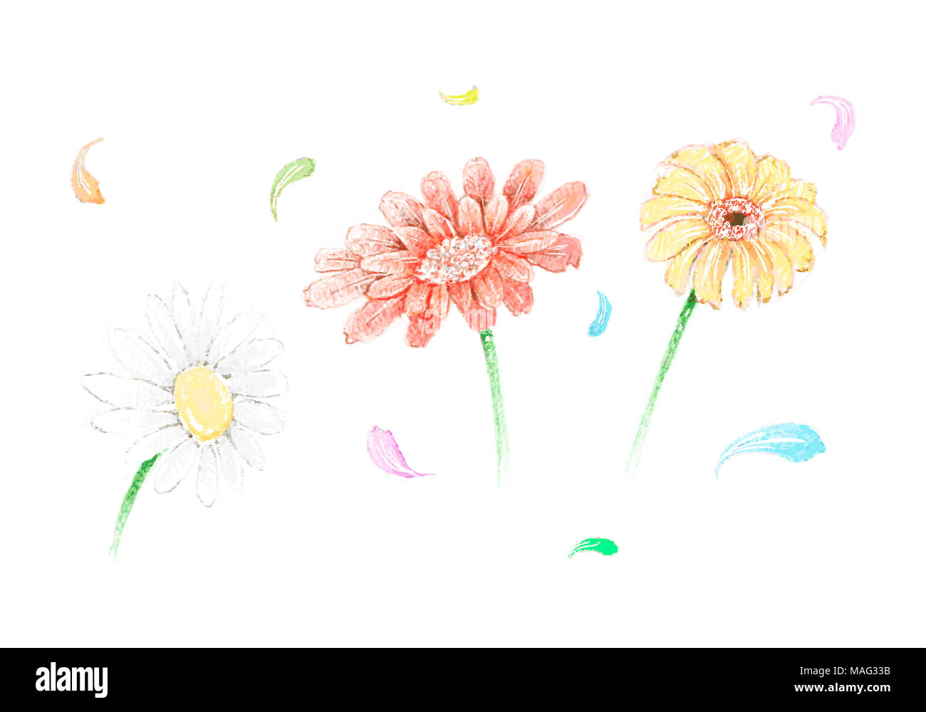 Symbol of Love, Bright and Beautiful Gerbera and Osteospermum Daisy ...