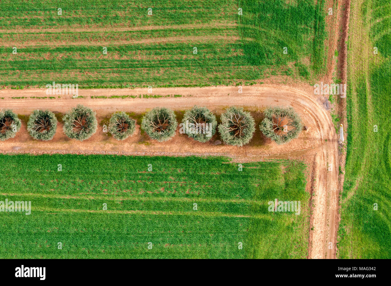 linear olive field, olive trees in circular form facilitate cultivation ...