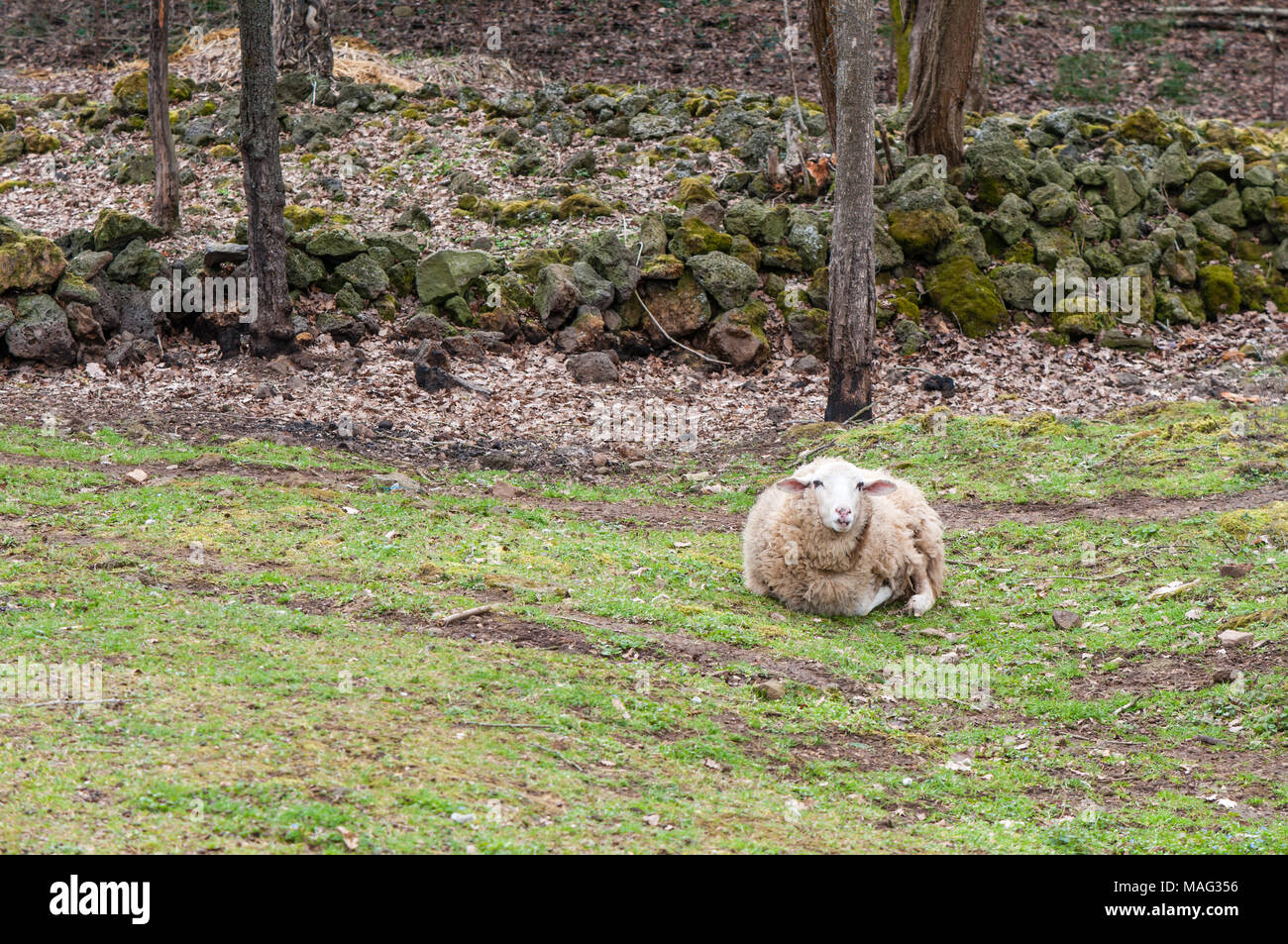 Outdoor resting sheep hi-res stock photography and images - Alamy