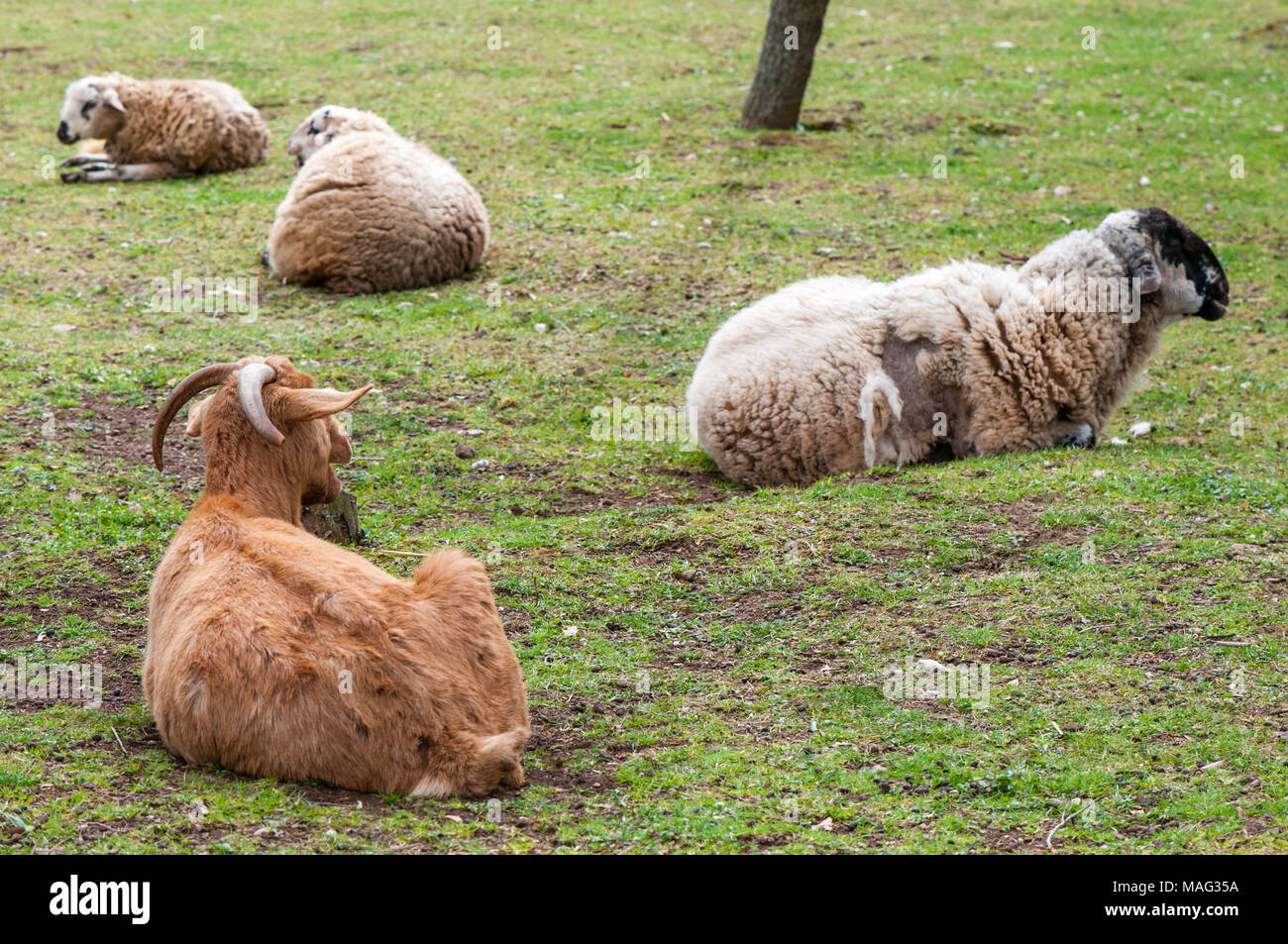 Sheep and goat hi-res stock photography and images - Alamy