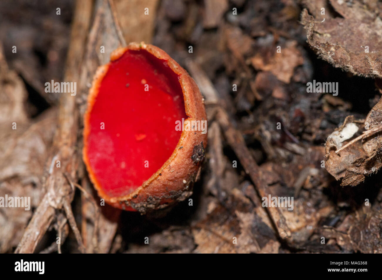 Sarcoscypha coccinea, scarlet cup, scarlet elf cap, scarlet elf cup ...
