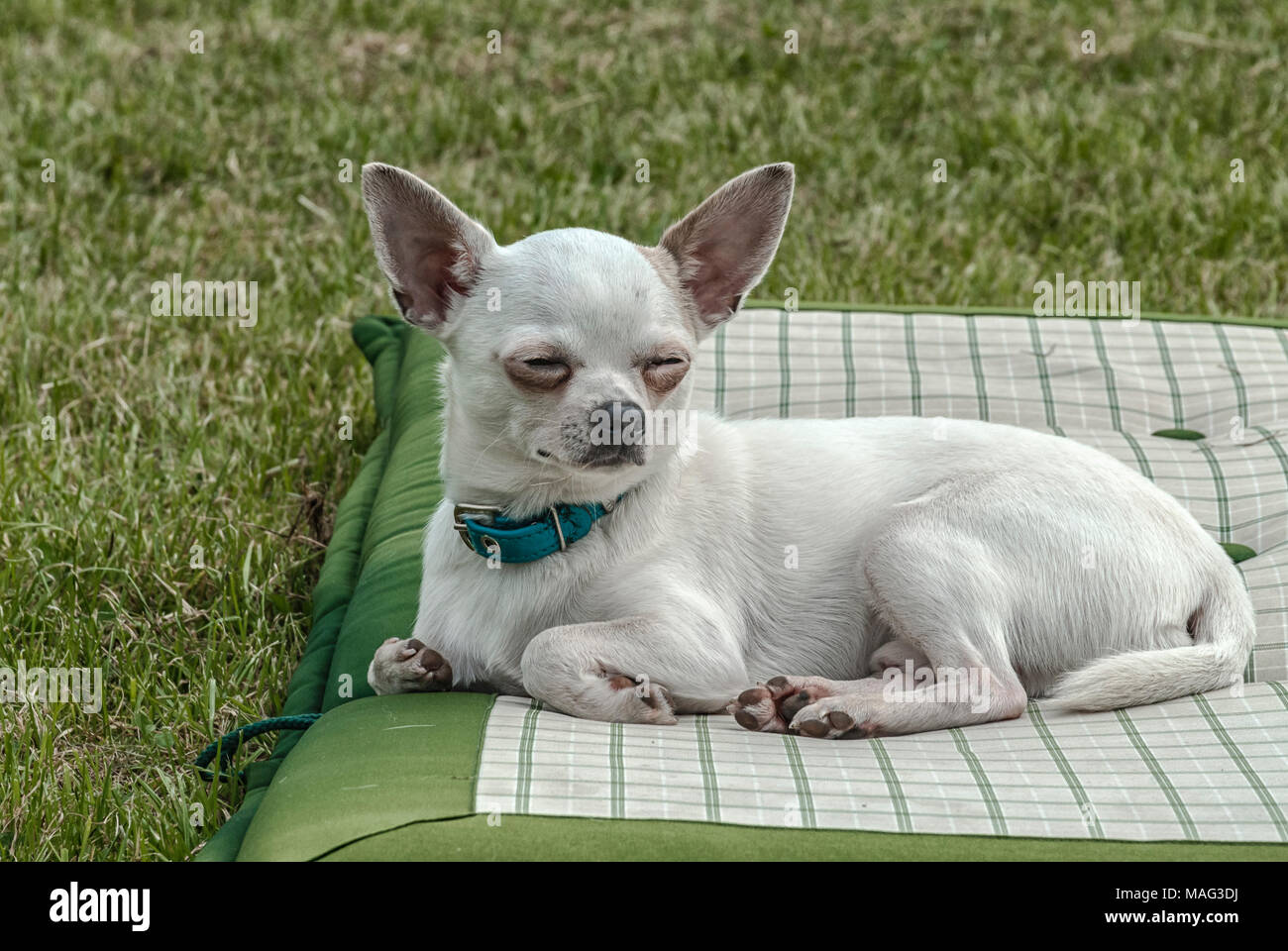 Chiwawa dog hi-res stock photography and images - Alamy