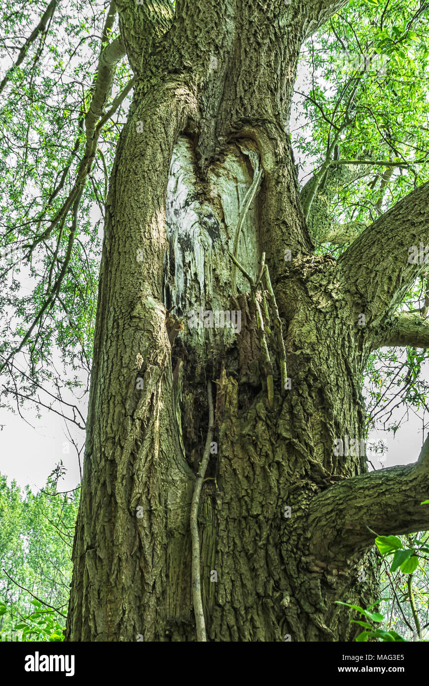 Oak tree trunk hole hi-res stock photography and images - Alamy